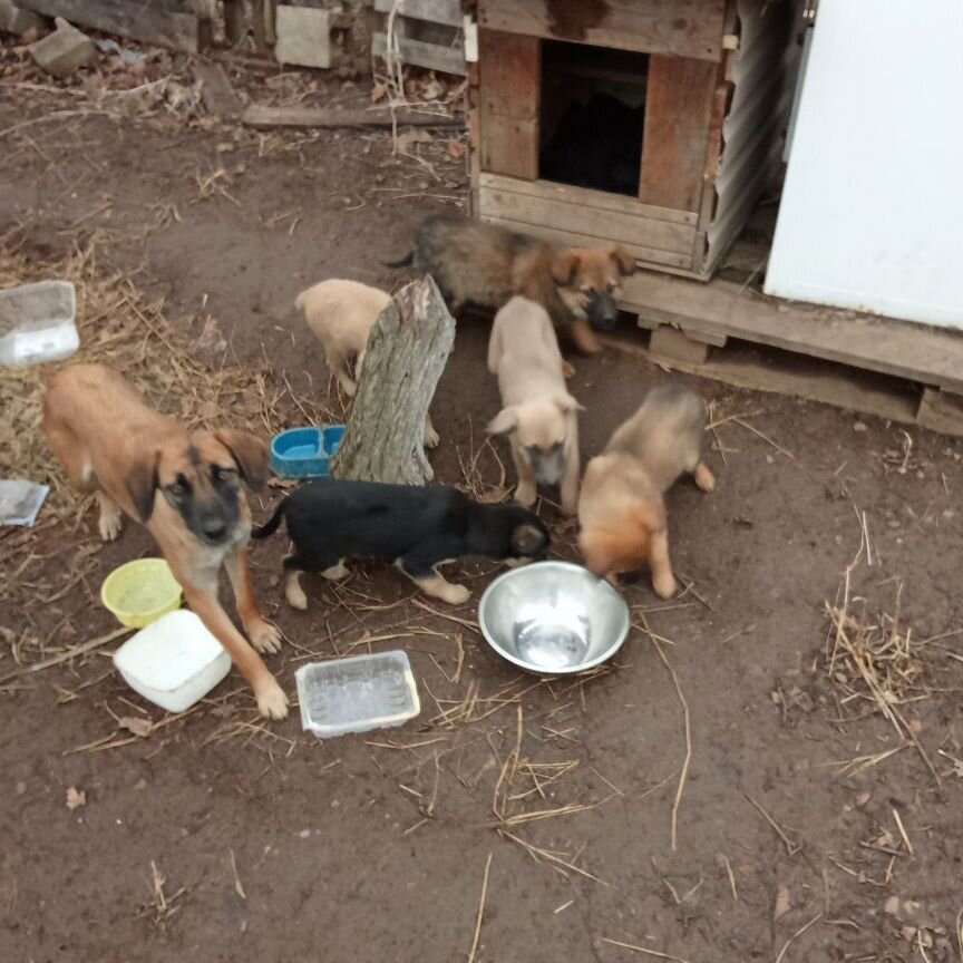 Отдам в добрые руки