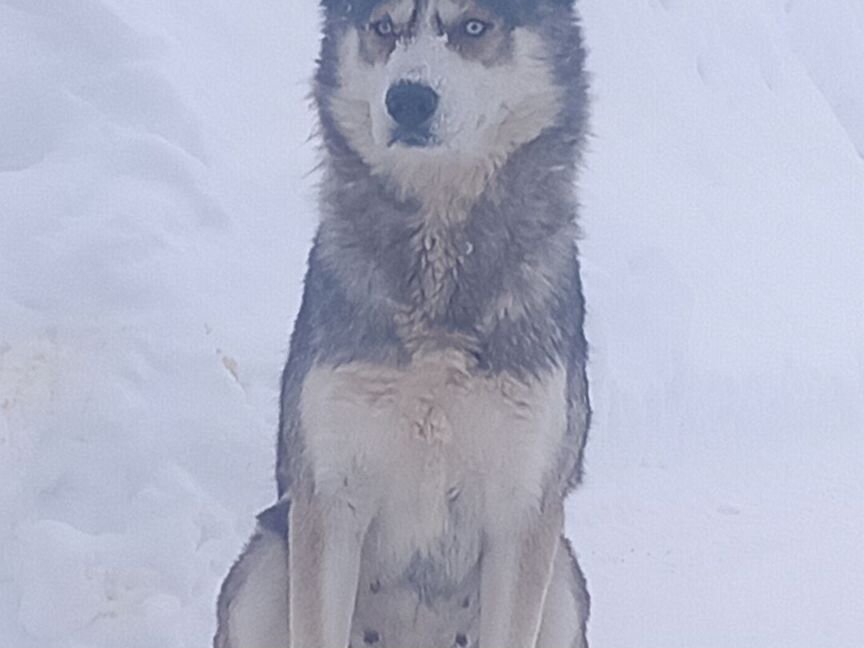 Сибирский хаски