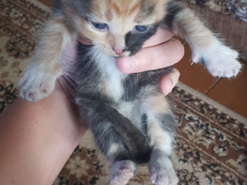 Трехцветная кошечка, котенок 1 месяц
