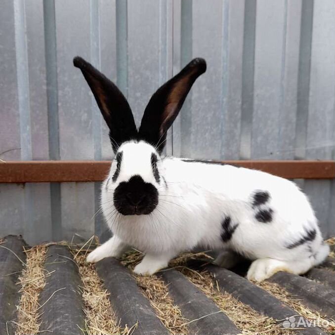 Кролик немецкий пестрый строкач