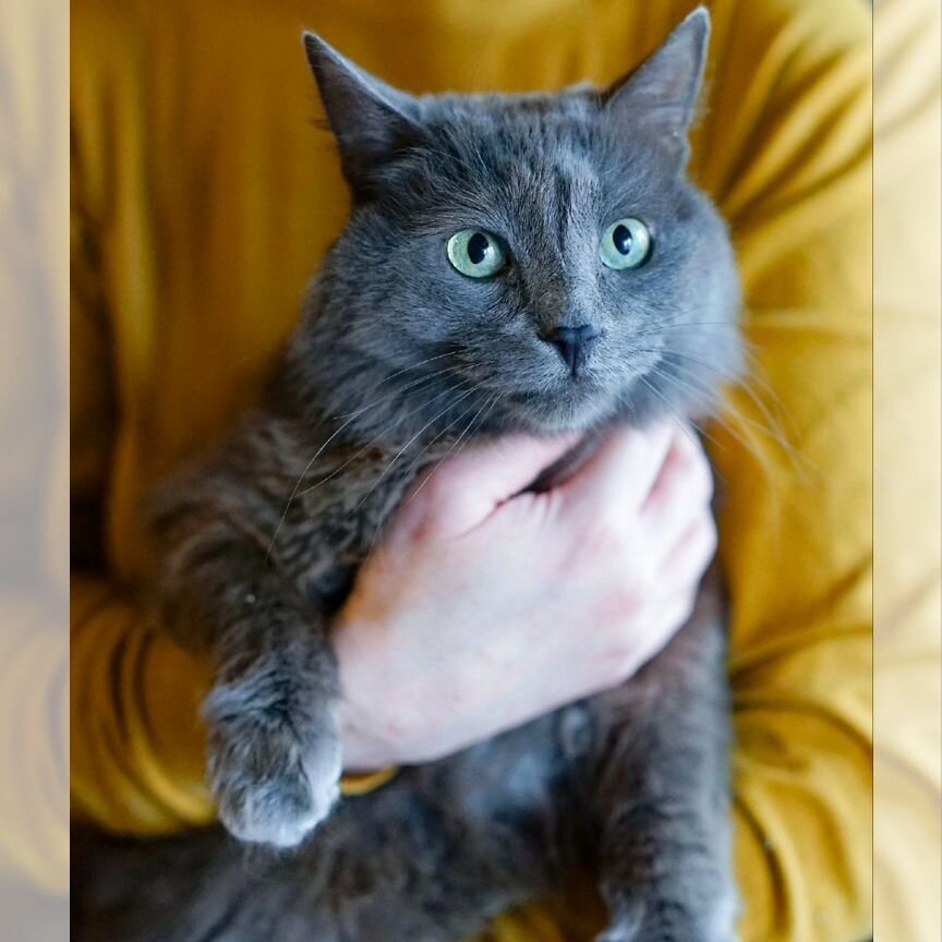Котик в добрые руки