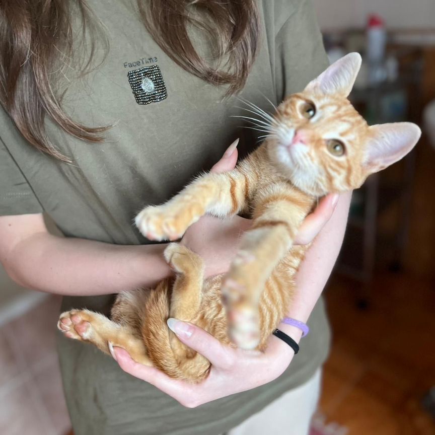 Котенок