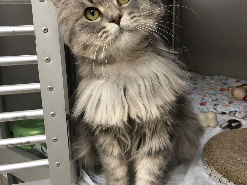Котик изумрудные глазки
