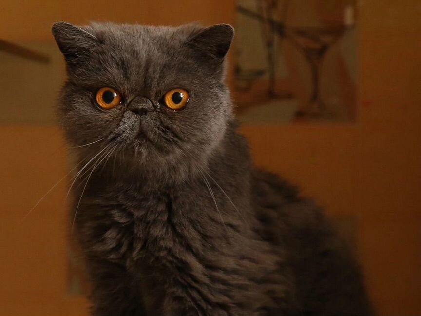 Кошка Ненси сирота