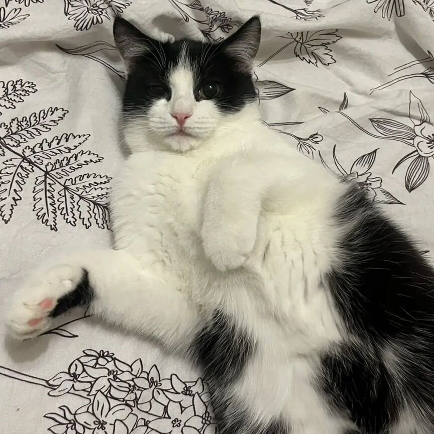 Котёнок в добрые руки