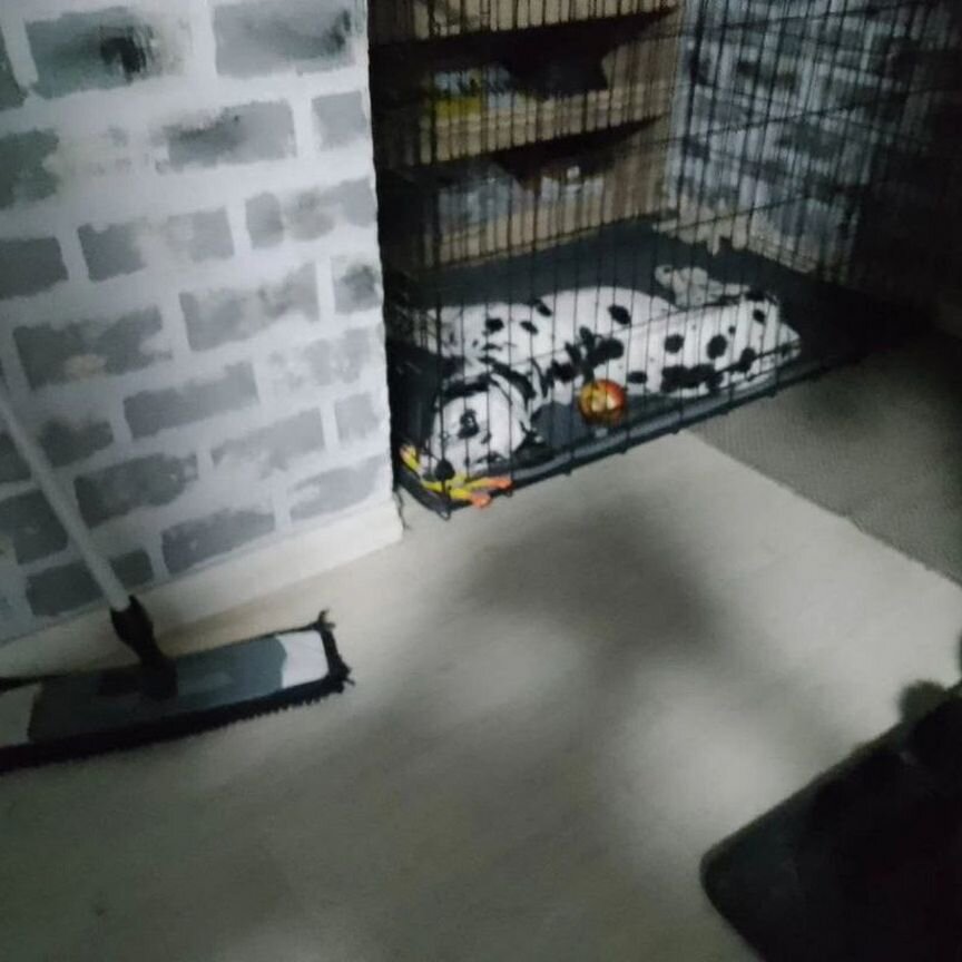 Пристраивается в добрые руки