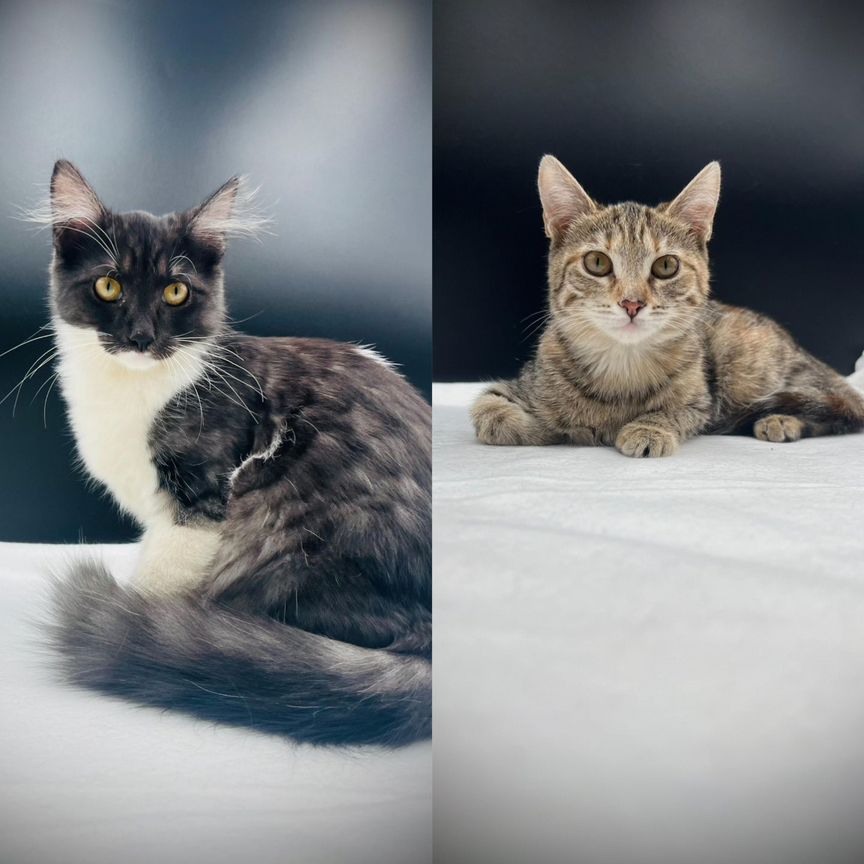 Котята мальчик и девочка брат с сестрой