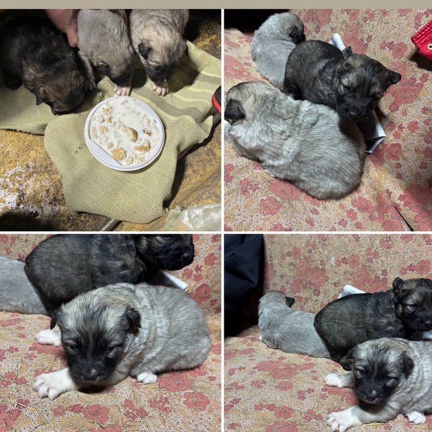 Щенок в добрые руки