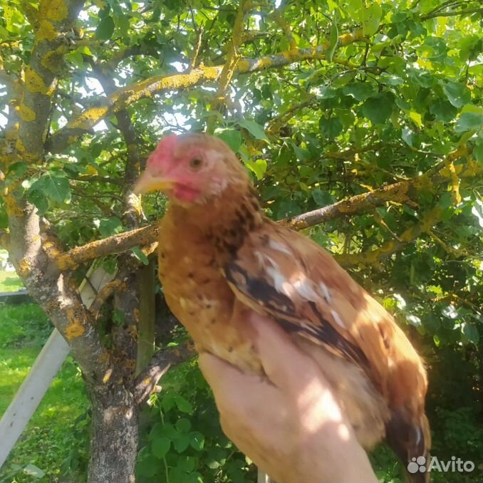 Молодые петушки