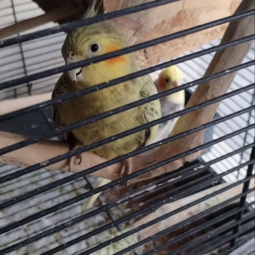 Попугай корелла 2 шт