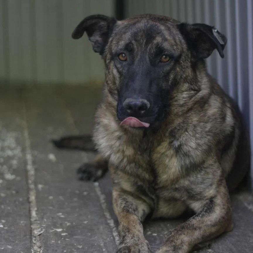 Собака в добрые руки отдам бесплатно