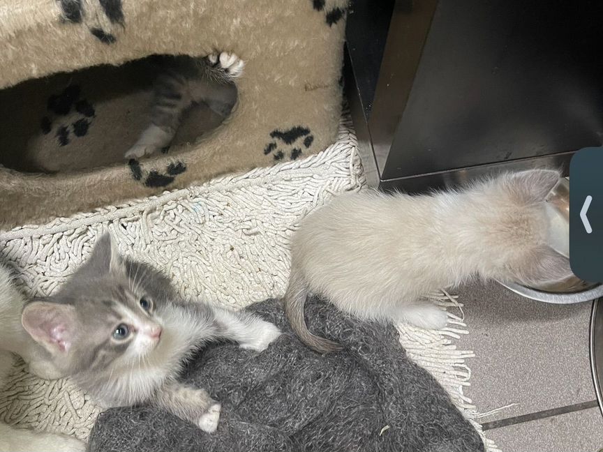 Котята, рожденные 14 февраля