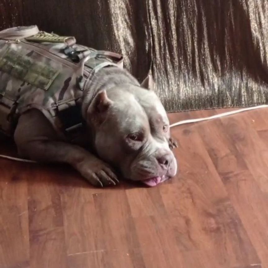 Американский булли стандарт