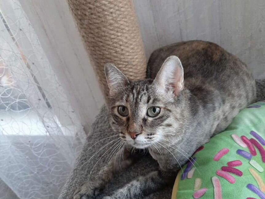 Кошка 1 год. Стерелизованная