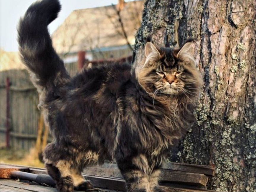 Кот Мэйн-кун