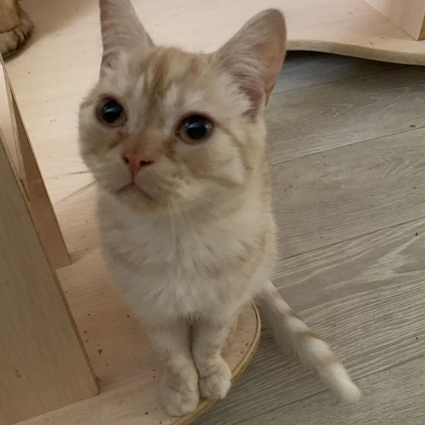 Британский короткошёрстный котёнок