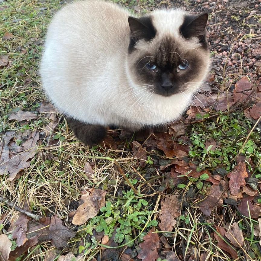 Бросили котят