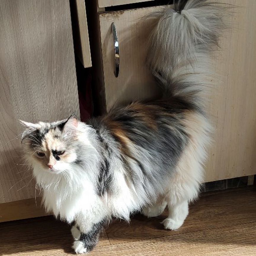 Персидская, взрослая кошка