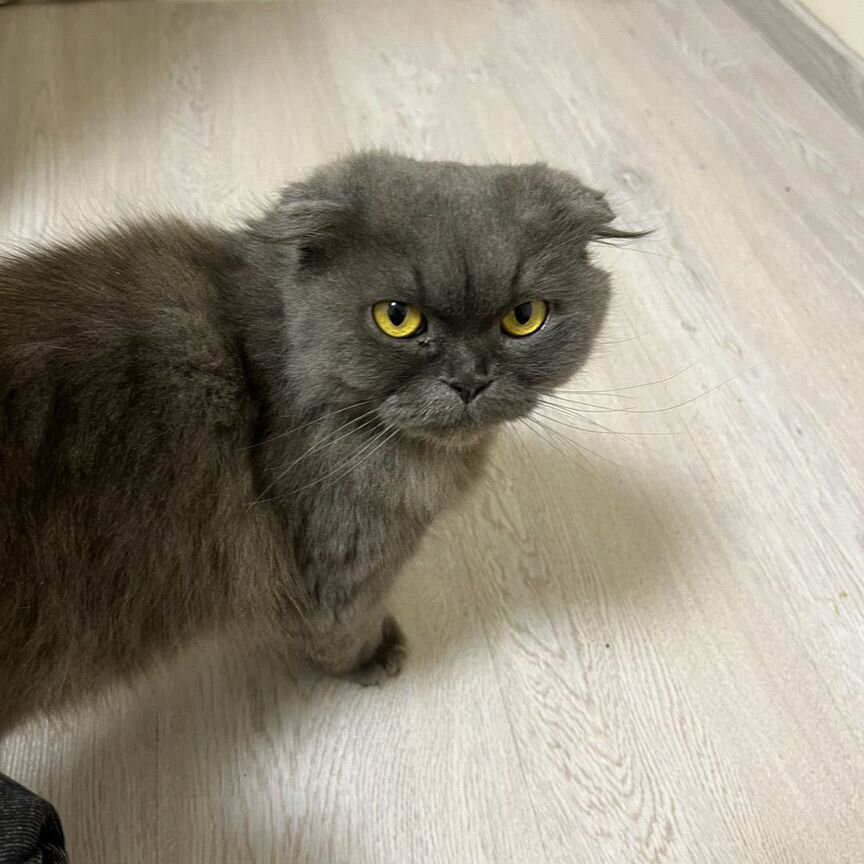 Шатланская кошка