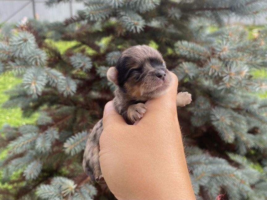 Блюмерле йорк