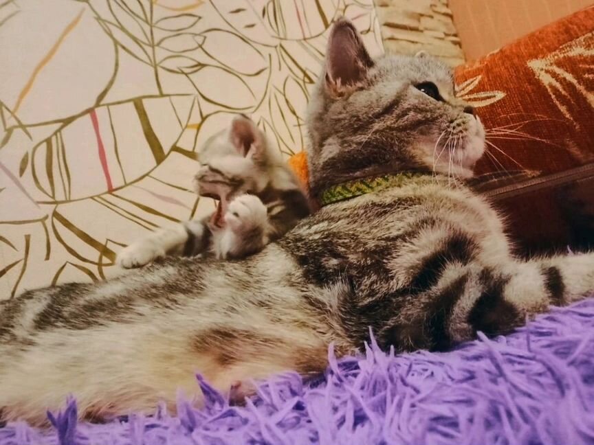 Кошка Шетландская