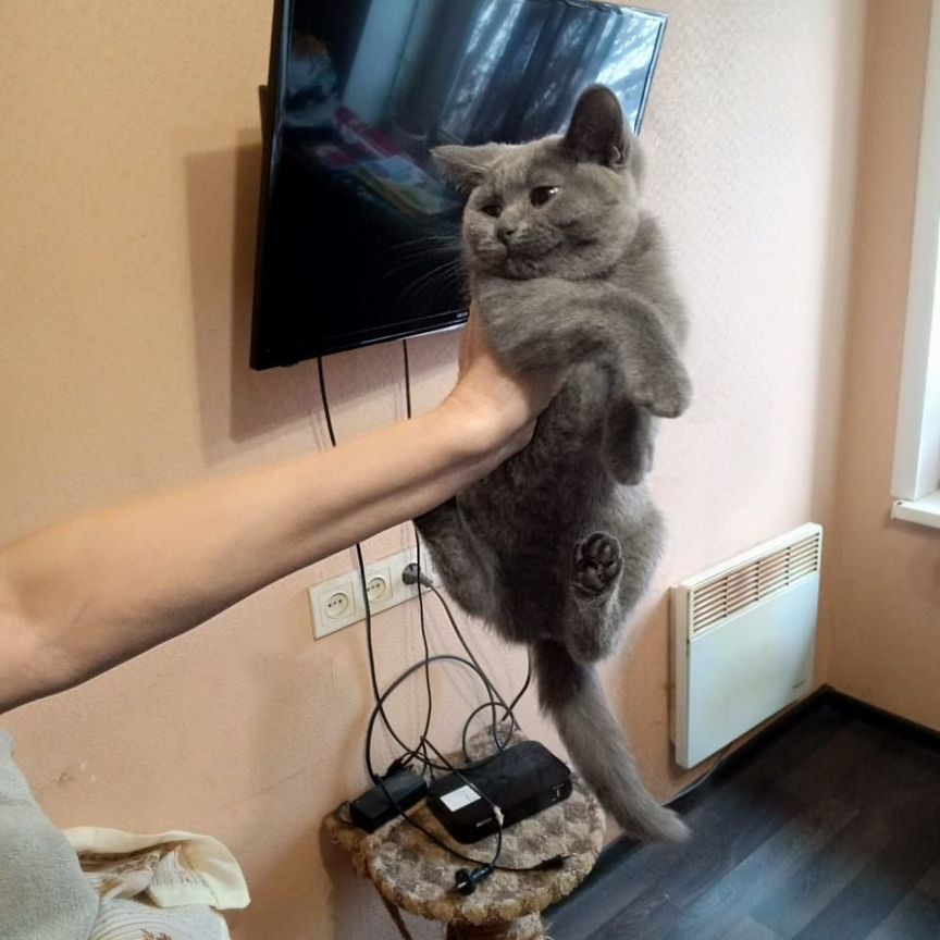 Катя а Шотландской породы