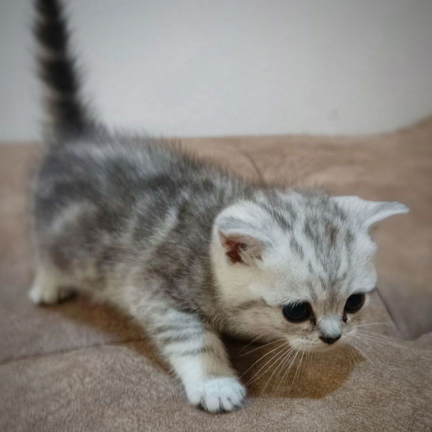 Шотландский вислоухий короткошёрстный котёнок
