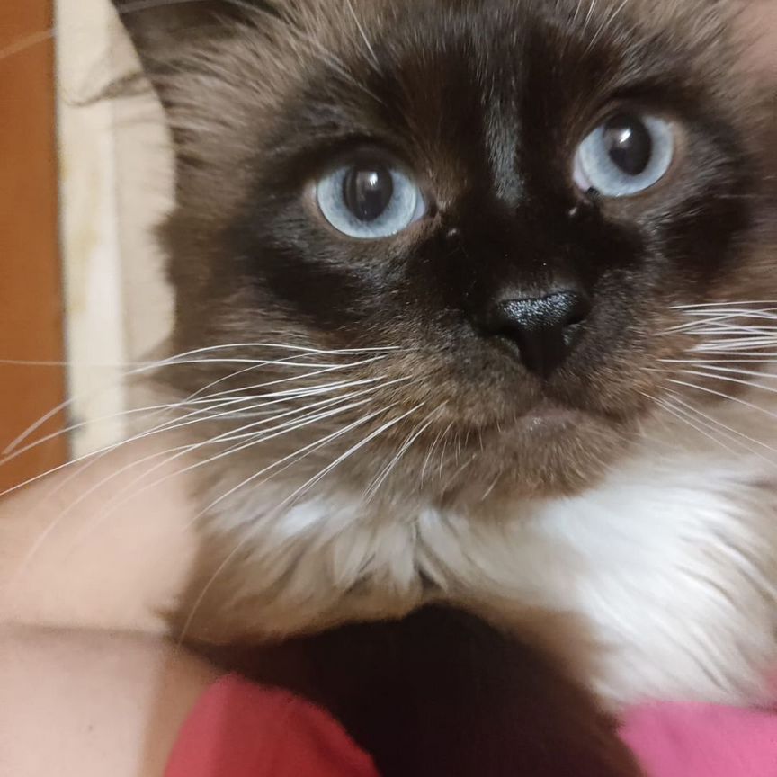 Кот Барон