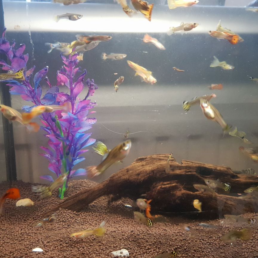Аквариумные рыбки гуппи