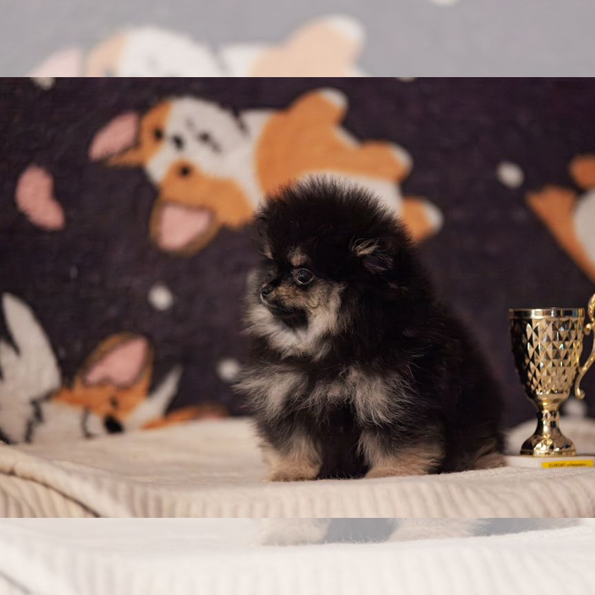 Померанский шпиц, щенок