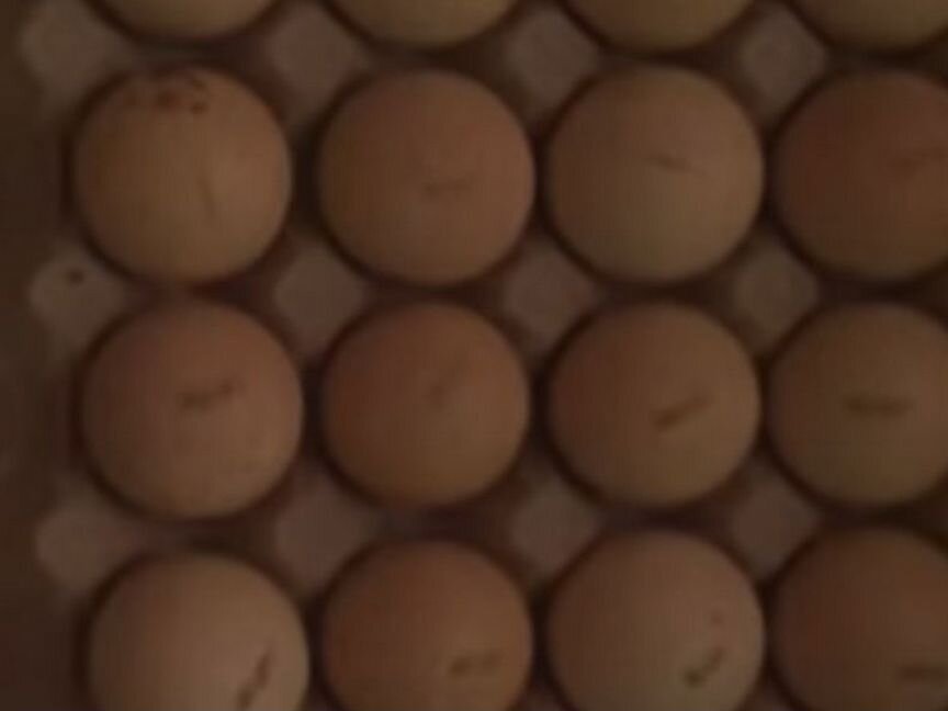 Инкубационное яйцо индейки Грейд Мейкер (Франция)