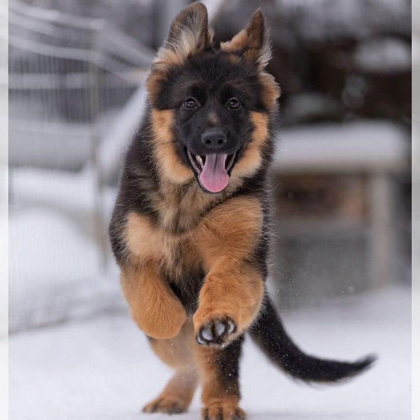 Немецкая овчарка, щенок