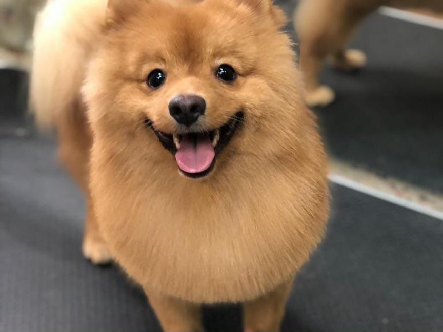 Немецкий шпиц вязка