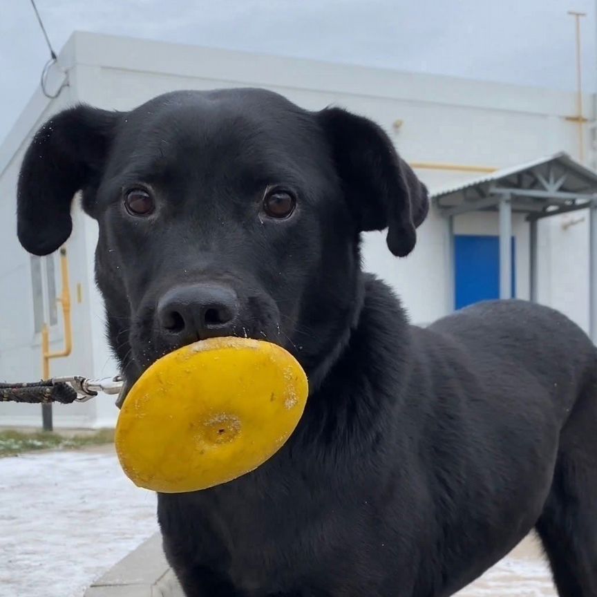 Взрослая собака в добрые руки