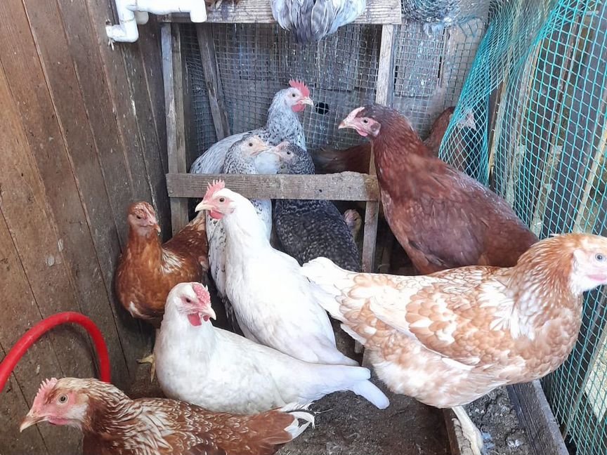 Куры молодки