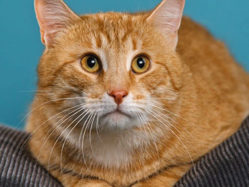 Рыжий кот
