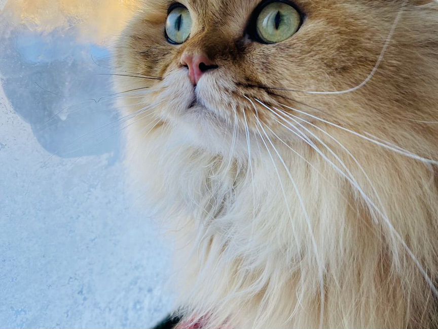 Шотландский кот