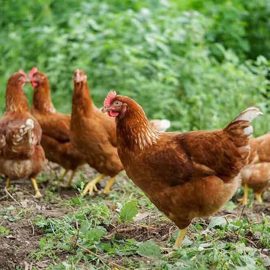 Куры несушки