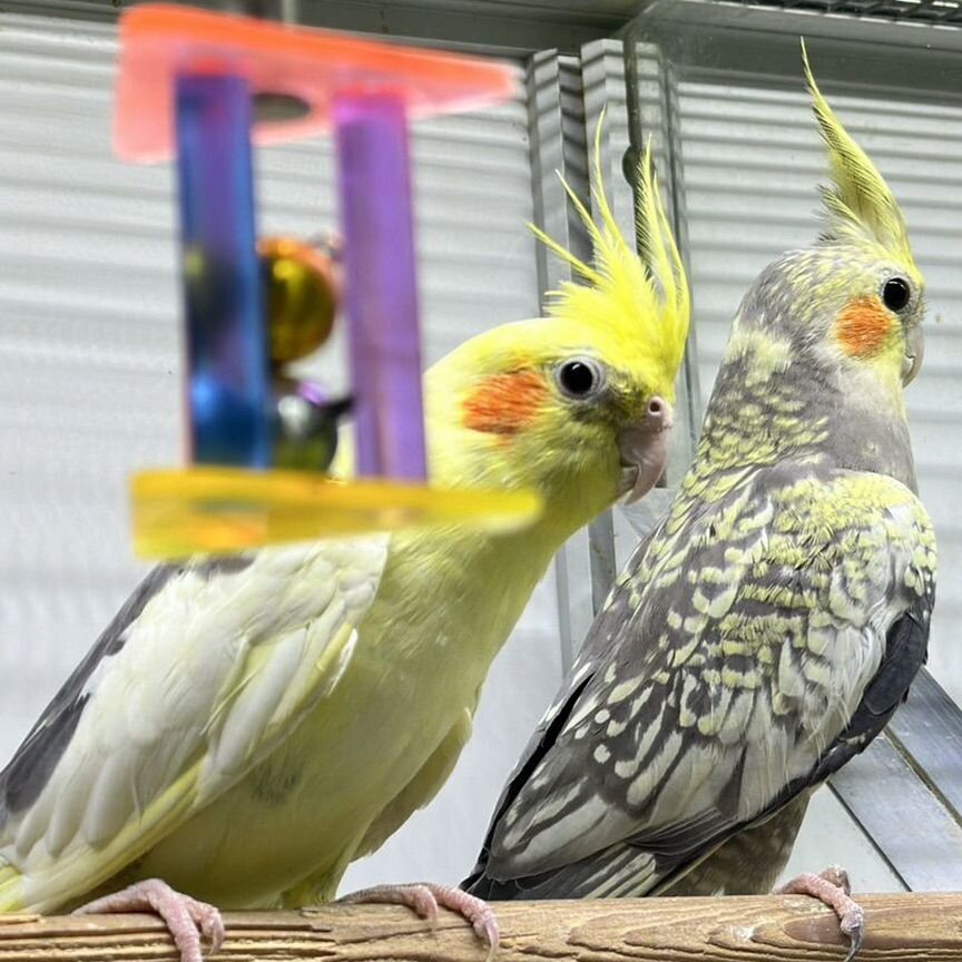 Попугай корелла