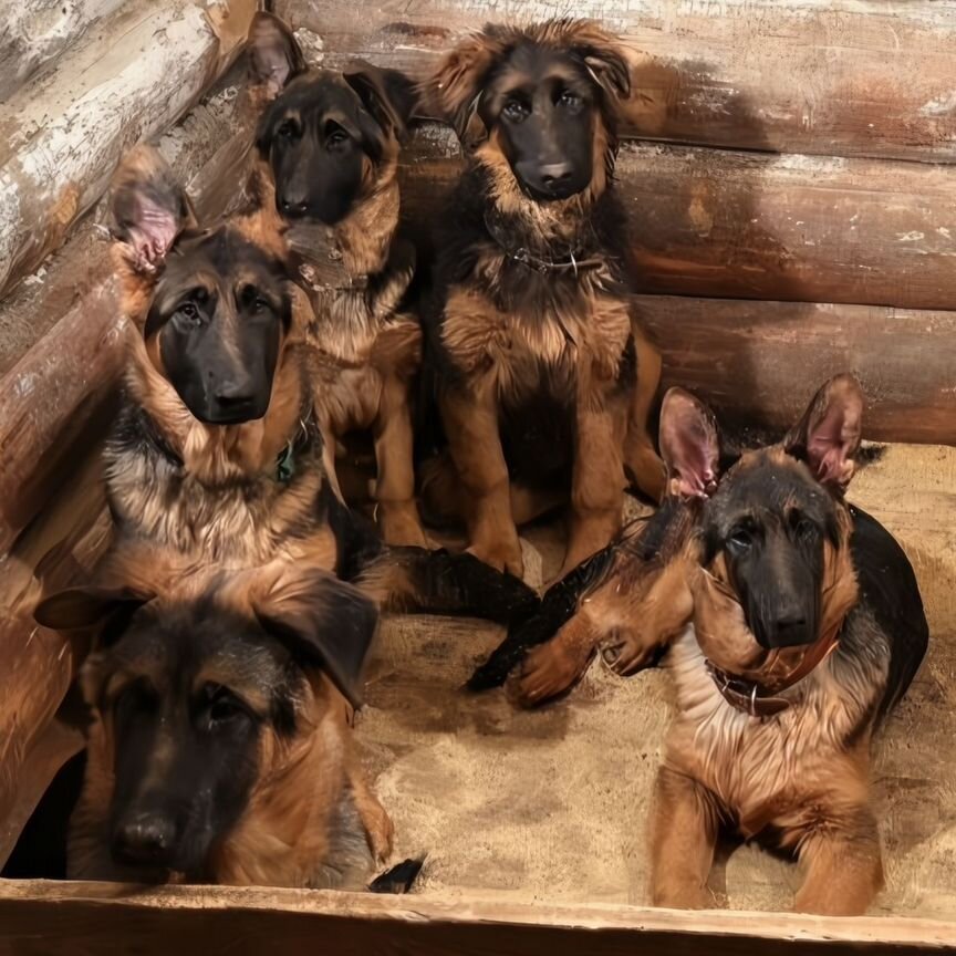 Немецкая овчарка, щенок