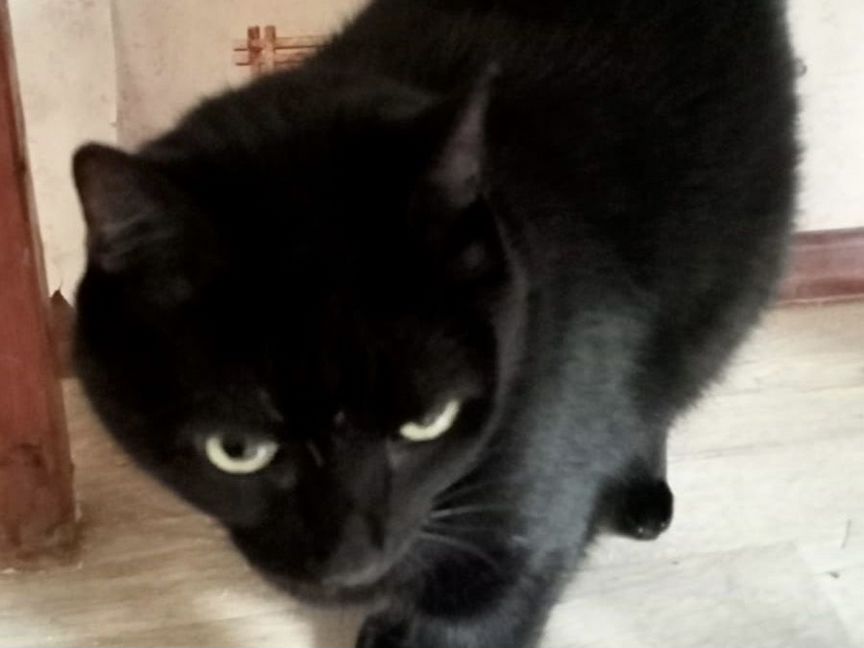 Домашний котик ищет новый дом