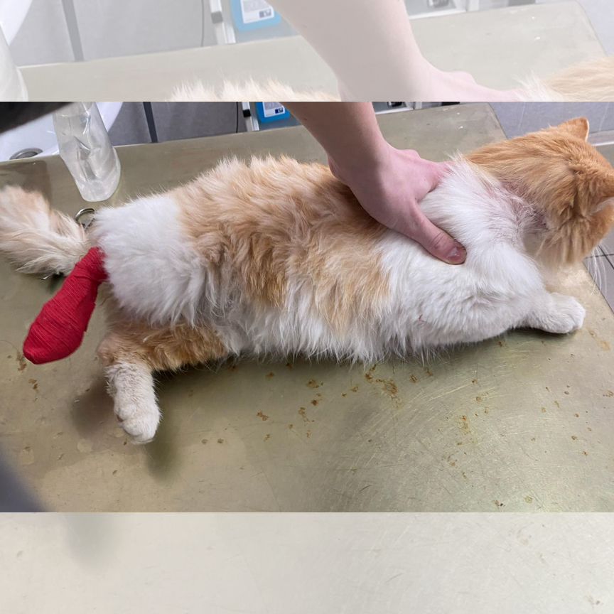 Бывшедомашний котик бродил на трех лапках