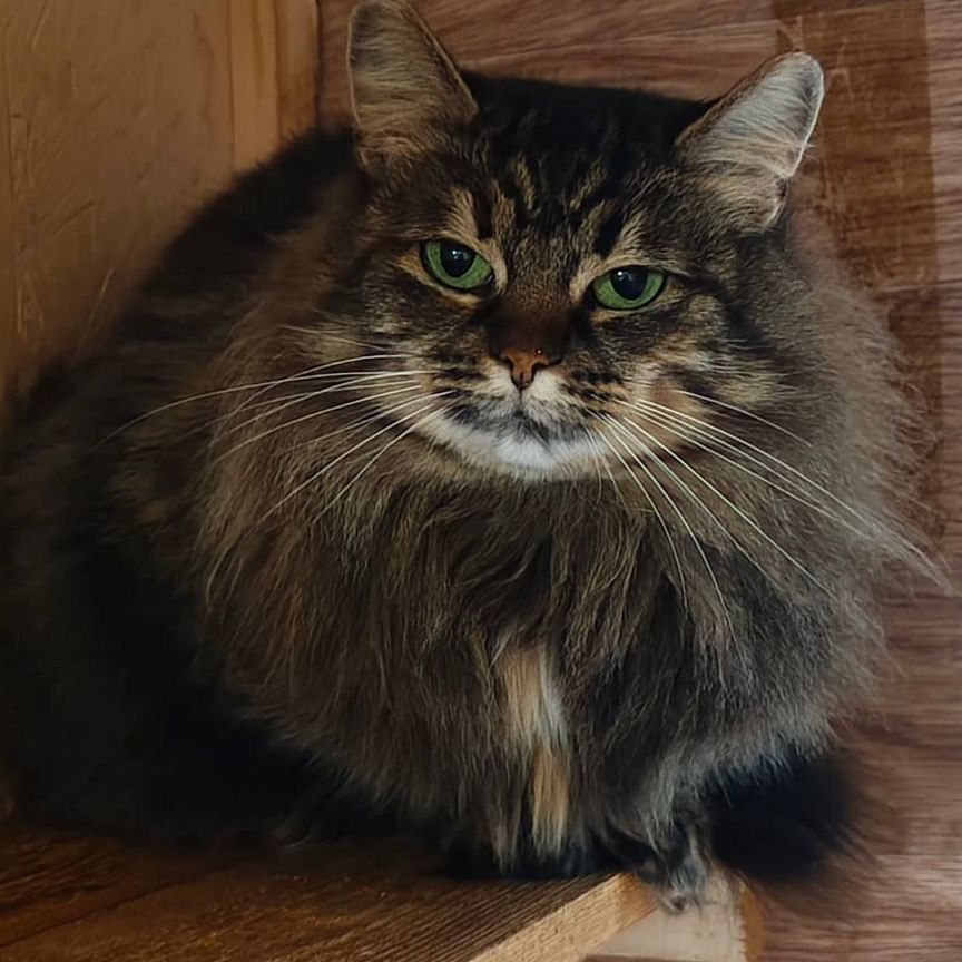 Сибирская кошка, взрослая