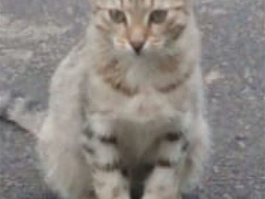Кошка в дар бесплатно