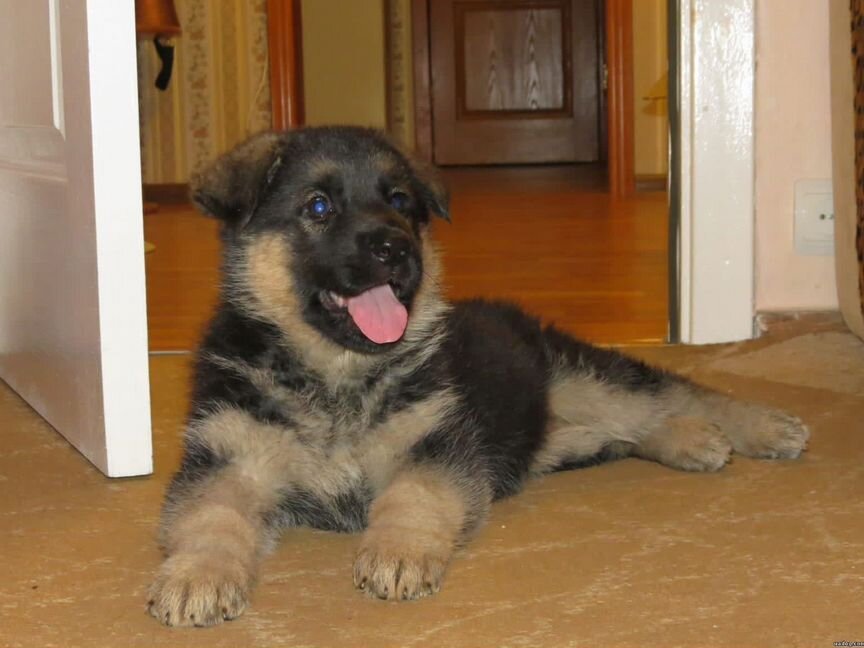 Немецкая овчарка метисы