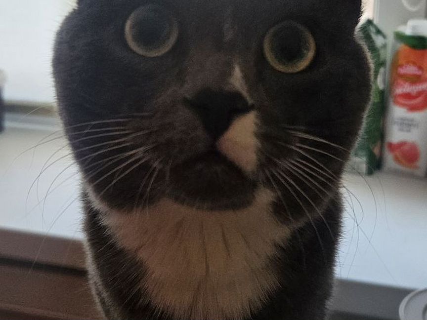 Кот русская голубая