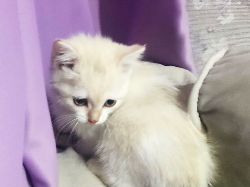 Кошка