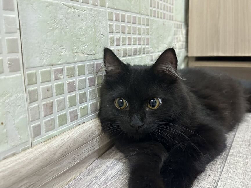 Найден котенок