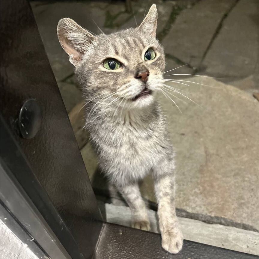 Взрослый кот в добрые руки