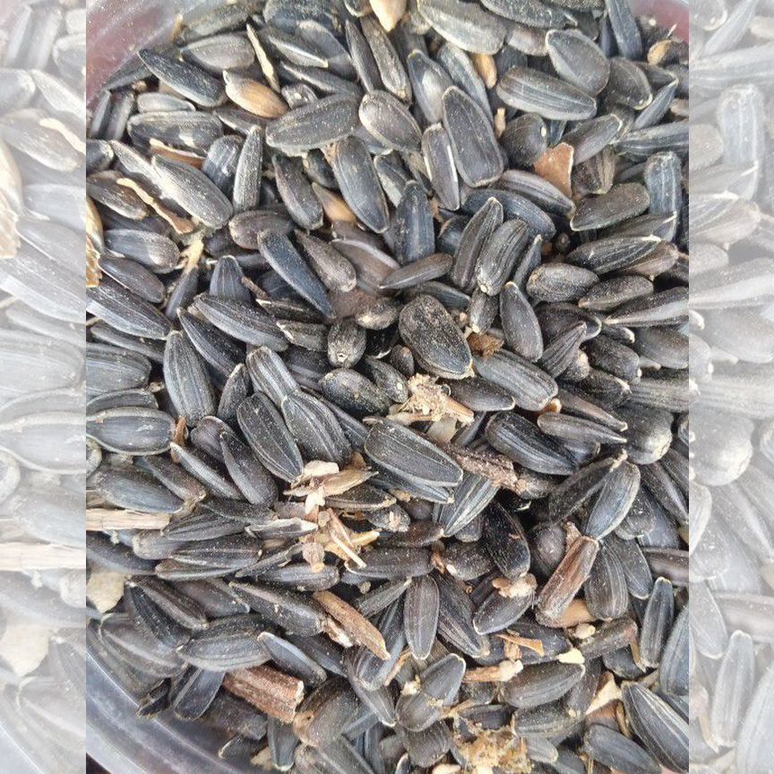 Семечки подсолнечника для птиц